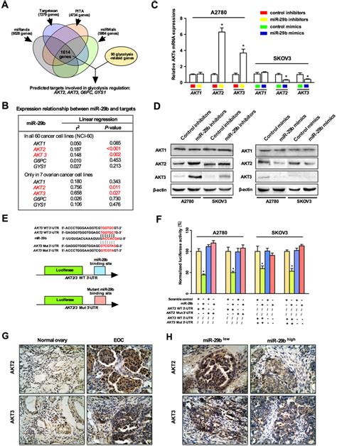 Mir 29b Directly Targets And Thus Negatively Regulates Akt2 And Akt3 Download Scientific