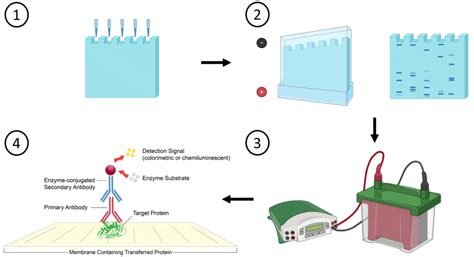 Bio Rad Western Blot Combs Pointhisa