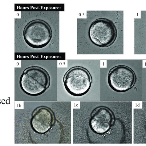 Brightfield Imaging Of 6 Hpf Embryos Exposed To Mgo The 50