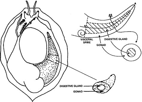Diagram Of Red Abalone Anatomy Showing Dissection And Measurements Of Download Scientific