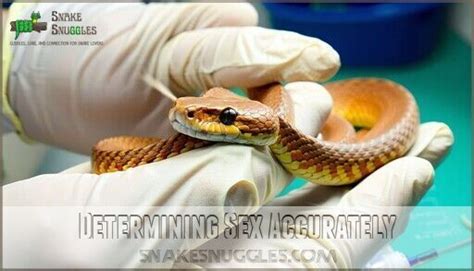 How To Tell Corn Snake Gender Simple Methods That Actually Work