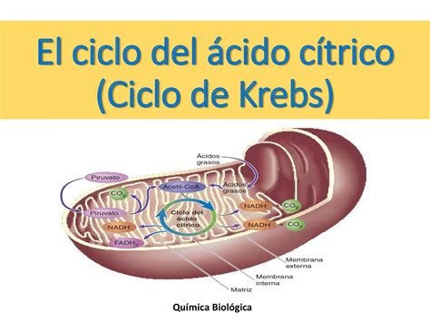 Ciclo Del Acido Citrico O Ciclo Krebs Docsity