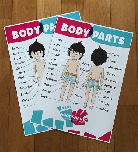 Body Parts Anatomy Sex Ed Private Parts Poster Printables Male Double Side Etsy Australia