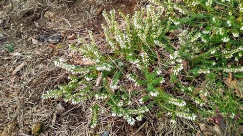 Aia Asterixi Aia Blogi