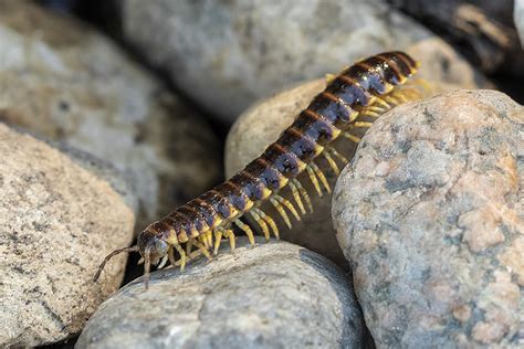 Flat Millipede