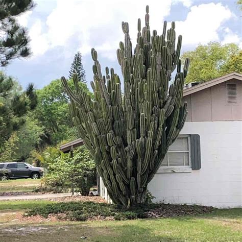 Cereus Peruvianus Care Learn To Grow The Peruvian Apple Cactus
