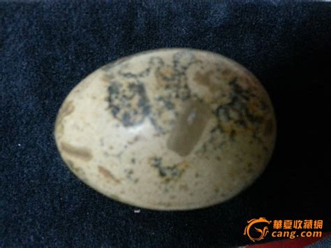 水果化石 化石 大山谷图库