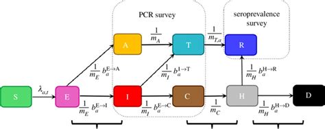 The Compartmental Model The Compartments Are Defined As Follows S