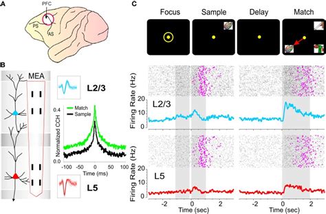 Inter Laminar Recording In Primate Prefrontal Cortex During Download Scientific Diagram