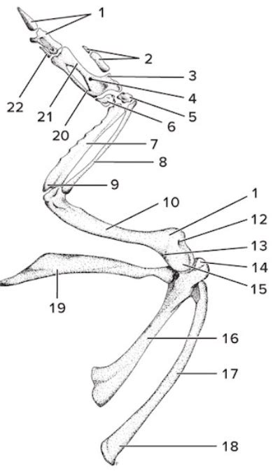 Bird Wing Diagram Quizlet