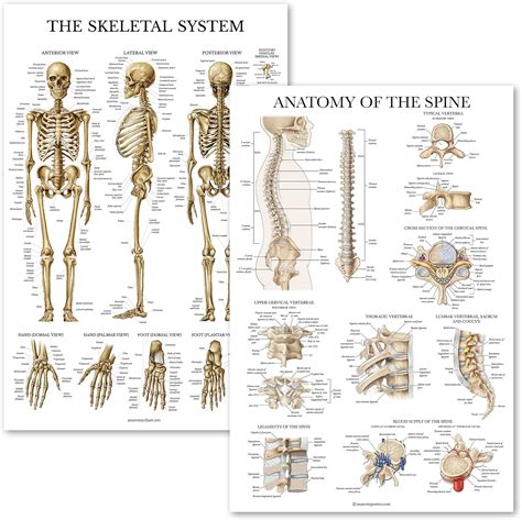 2 Pack Skeletal System Anatomy Anatomy Of The Nepal Ubuy