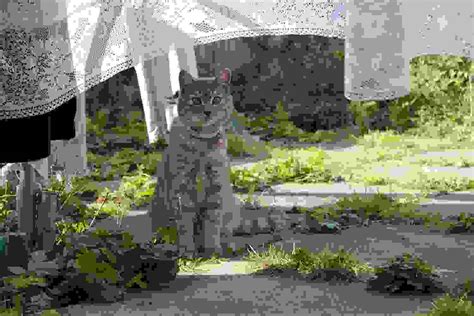 Quickly Compress Jpeg Images On Linux From The Terminal Omg Ubuntu