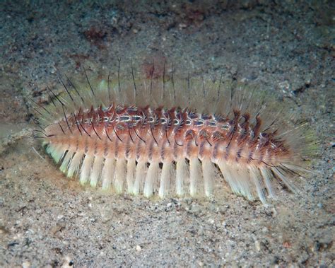 Chloeia Amphora From Thalatta Dive Resort House Reef Zamboanguita Negros Oriental Philippines
