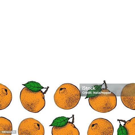 잉크와 벡터 원활한 패턴 손으로 그려진된 감귤 류 과일 조각 하 고 나뭇잎 스케치 만다린 오렌지 귤 흰색 배경에 고립 채식 음식 그림을 자세한 0명에 대한 스톡 벡터 아트