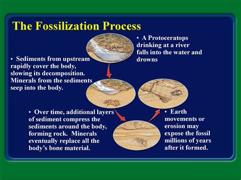 Section 14 1 Summary Pages Ppt Download