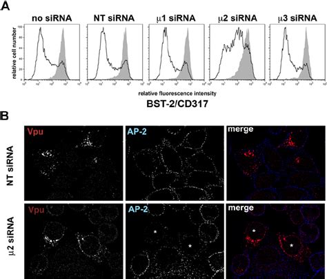 The Plasma Membrane Clathrin Adaptor Protein Complex Ap 2 Is Required Download Scientific