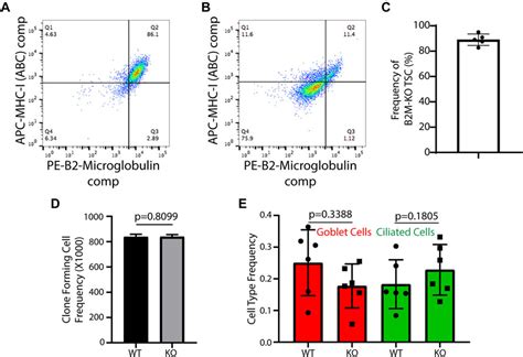 Frontiers Assessment Of Beta 2 Microglobulin Gene Edited Airway