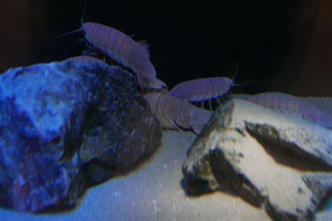 Bathynomus Doederleini Naturerules1 Wiki Fandom