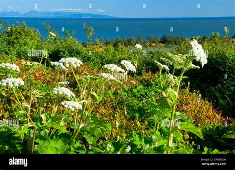 Cow Parsnip On Mckenzie Head Cape Disappointment State Park Lewis And Clark National
