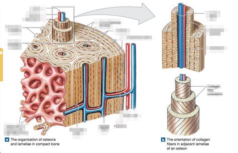 Compact And Cancellous Bone Diagram Diagram Quizlet