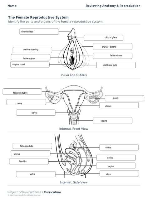 Reproductive System Diagrams Pdf Reproductive System Clitoris