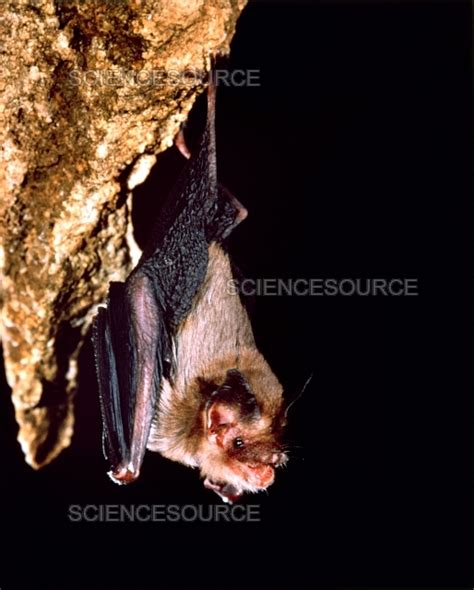 Bumblebee Bat Amazing Facts About Bumblebee Bats The Kittis Hog