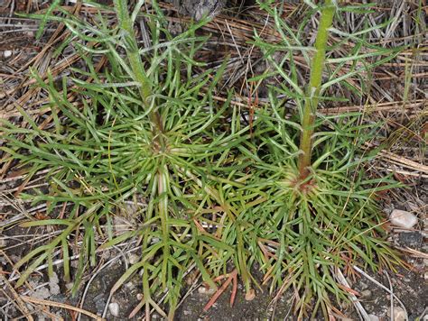 Ipomopsis Aggregata Ssp Aggregata Flora Of Eastern Washington And