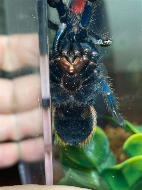 Ventral Sex Gbb I Know Its Inconsistent Tarantulas