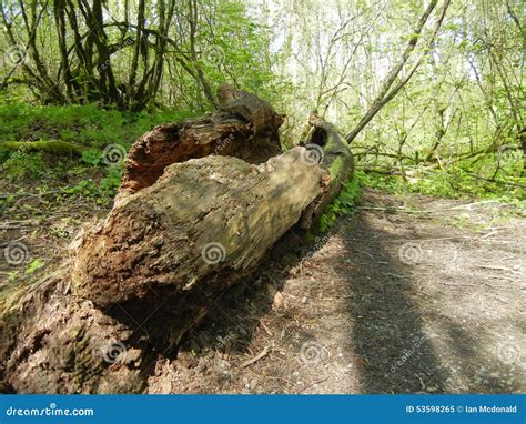 Rotting Log Stock Image Image Of Rotting Forest Nature 53598265