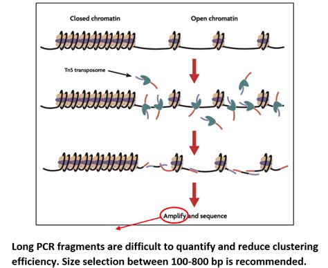 Atac Seq Assay For Transposase Accessible Chromatin Sage Science