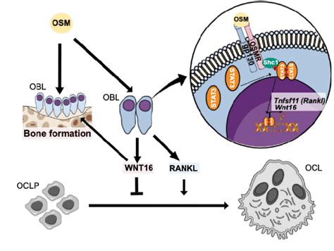 Proposed Effects And Signaling Pathways By Osm In Bone Cells Osm Download Scientific Diagram