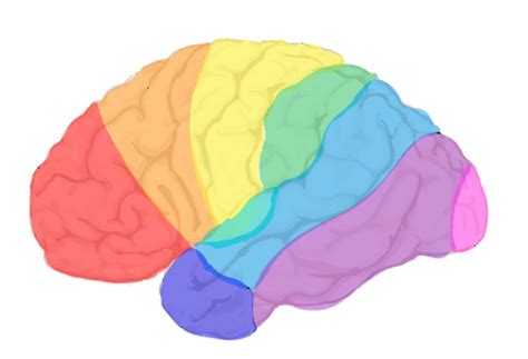 Neuro Module 2 Cortices And Association Areas Diagram Quizlet