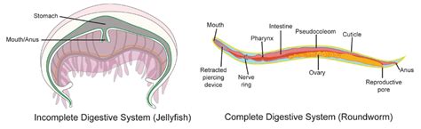 Invertebrates Facts Characteristics Anatomy And Pictures