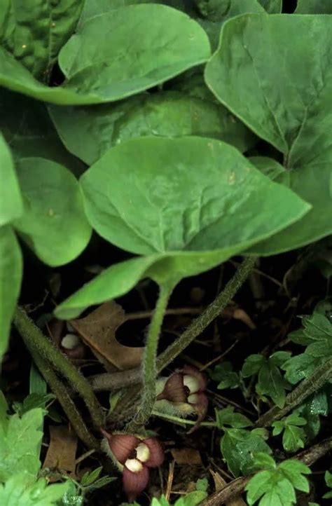 Wild Ginger Bare Root Plant Asarum Canadense Groundcover