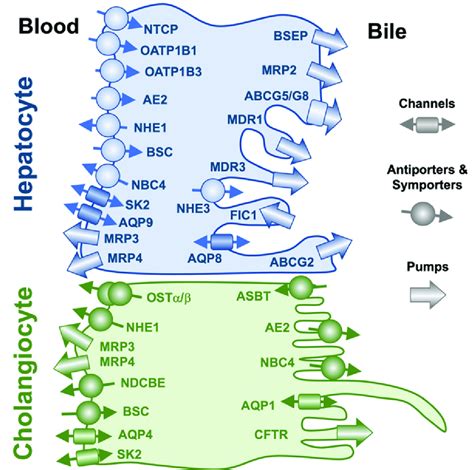 Localization At The Apical And Basolateral Plasma Membrane Of Download Scientific Diagram