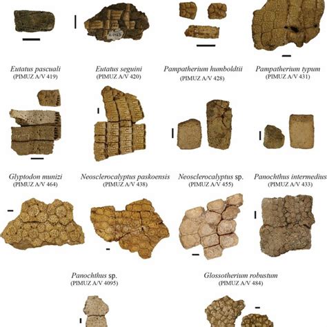 Plate Of Isolated Or Connected Osteoderms For Each Species In The Roth