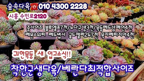 색깔 예쁜 착한국민다육이 다량 입고블루엘프 레티지아 밴바디스 누다군생3천 골드젤리2두7천 묵둥레몬스위티2개1만원 Youtube