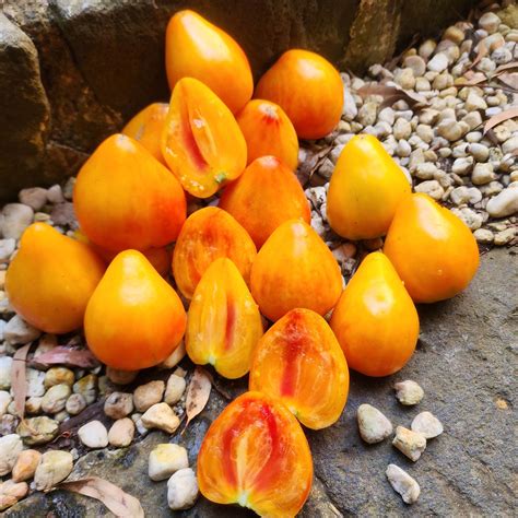 Tomato Orange Russian 117 Tomato Buy Online At Seeds Of Plenty Seeds Of Plenty