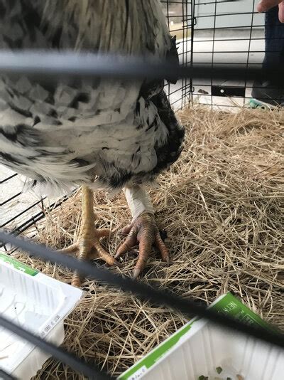 Rooster Broken Leg Swelling Orange Splint Was Applied A Day After BackYard Chickens Learn