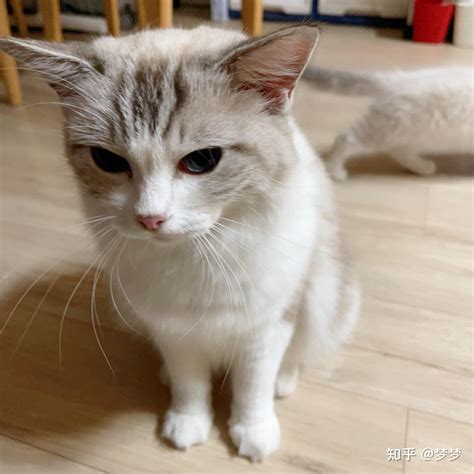 六六带我去看 哈基米 知乎