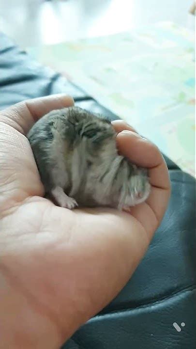 햄스터 꼬리~ 귀여워♡ Youtube