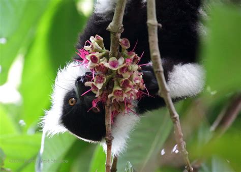 Lemur A Pollinator In Action What Is Pollination This Is When