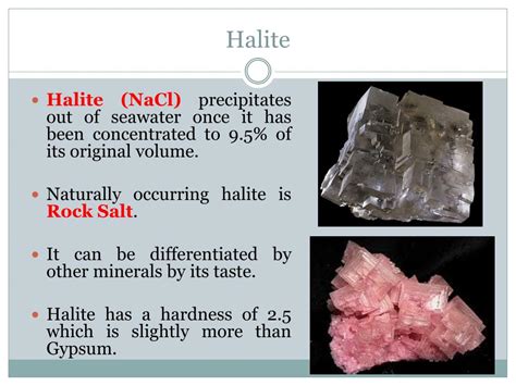 Ppt Biogenic And Chemical Sedimentary Rocks Powerpoint Presentation