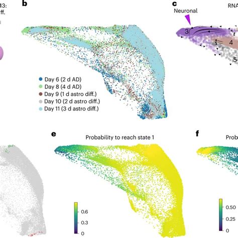 Analysis Of Subsets Of Early Mouse Astrocyte Differentiation A Download Scientific Diagram