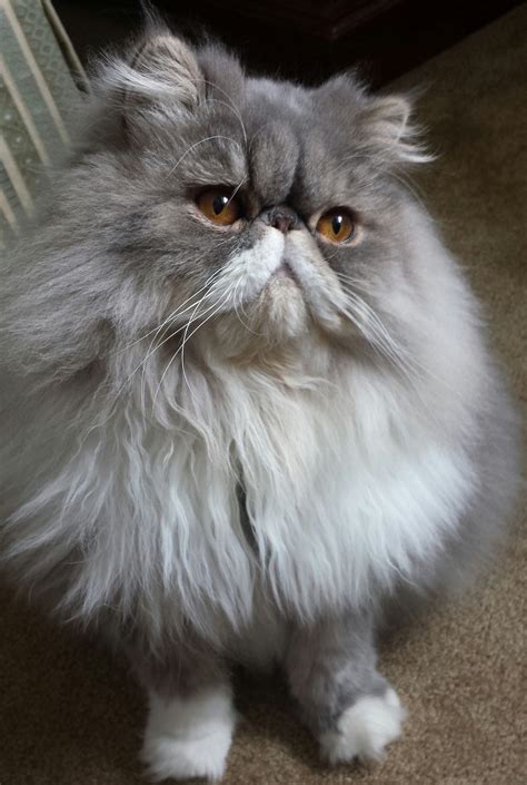 My Persian Cats On Pinterest