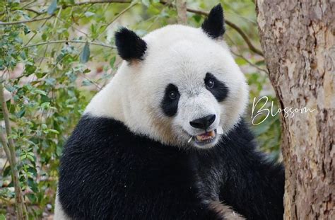 바오 가좍 야생판다 출신 웃상판다 베이촨의 또다른 애기들🐼 Daum 카페