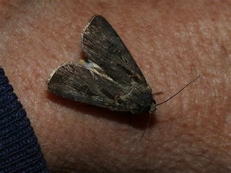 Brown Cutworm From Coomba Park Nsw 2428 Australia On September 13