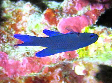 ツバメタナバタウオ 2023 12 10 WEB魚図鑑