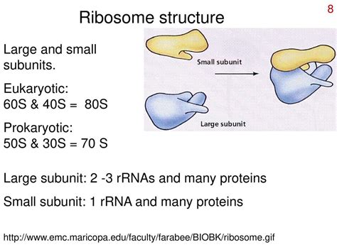 Storage And Use Of Genetic Information Ppt Download