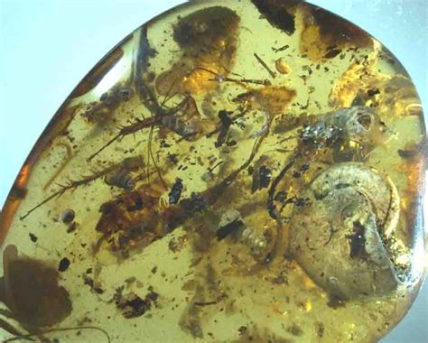 Coastal Organisms Trapped In 99 Million Year Old Amber Geology Page